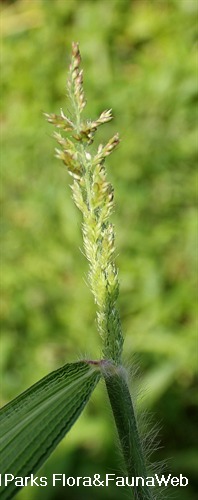 NParks | Setaria palmifolia