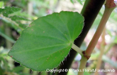 NParks | Begonia cucullata
