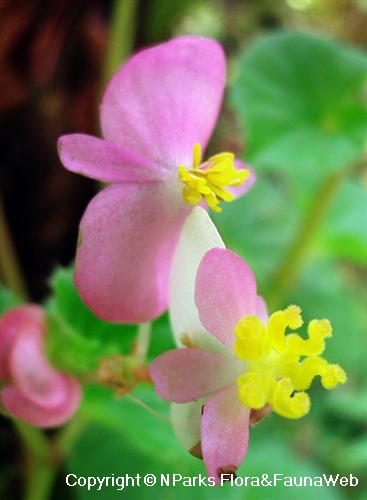NParks | Begonia cucullata