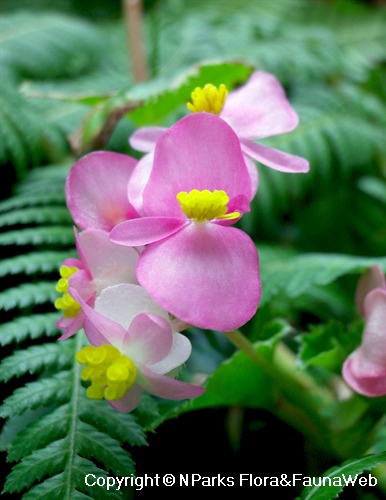 NParks | Begonia cucullata