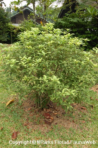 NParks | Osmanthus fragrans
