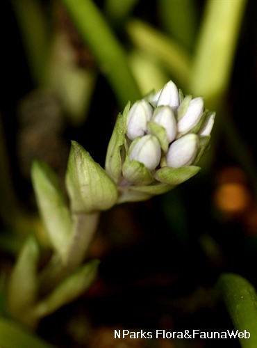 NParks | Cyanastrum cordifolium