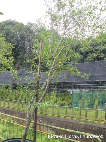 NParks | Gardenia cornuta