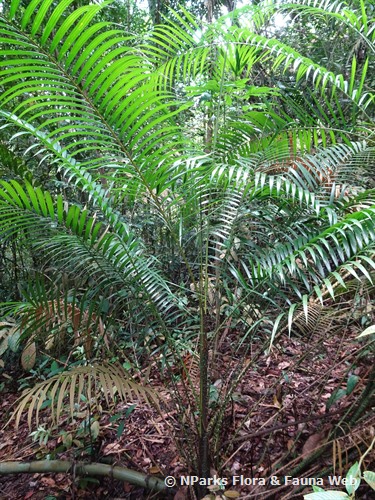 NParks | Calamus javensis