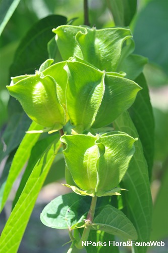 NParks | Abroma augustum