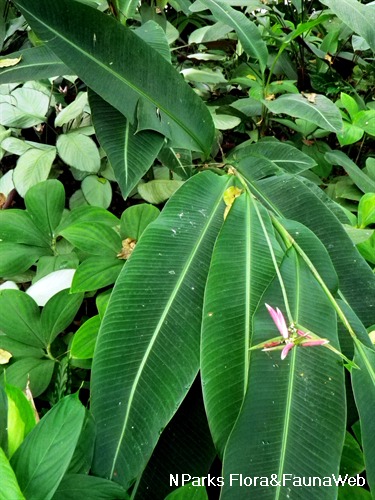 NParks | Ruellia simplex