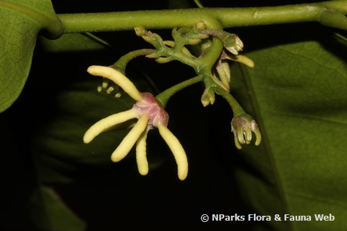 NParks | Artabotrys suaveolens
