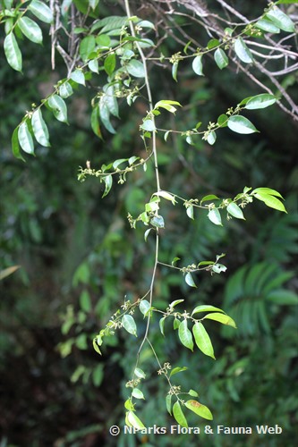 NParks | Artabotrys suaveolens
