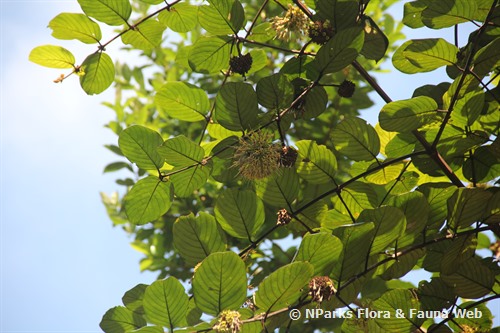 NParks | Uncaria cordata