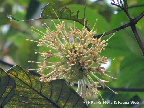 NParks | Uncaria gambir