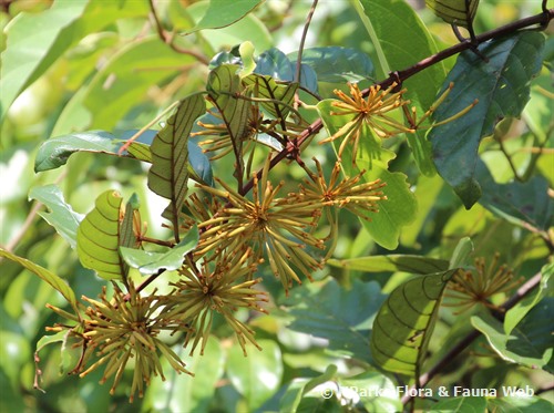 NParks | Uncaria cordata