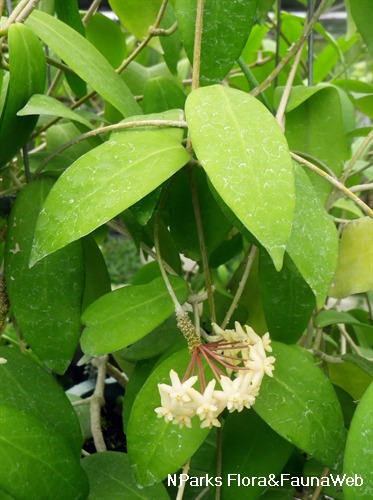 NParks | Hoya pimenteliana