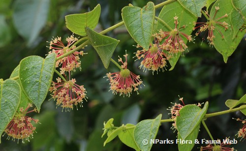 NParks | Uncaria roxburghiana