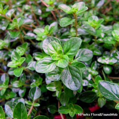 NParks | Thymus vulgaris