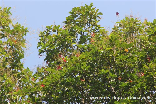 NParks | Gluta wallichii