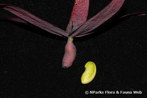 NParks | Gluta wallichii