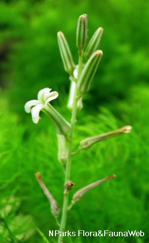 NParks | Haworthiopsis limifolia