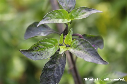 NParks | Capsicum annuum (Purple Cultivar)