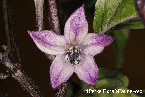 NParks | Capsicum annuum (Purple Cultivar)