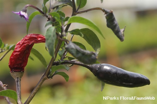 NParks | Capsicum annuum (Purple Cultivar)