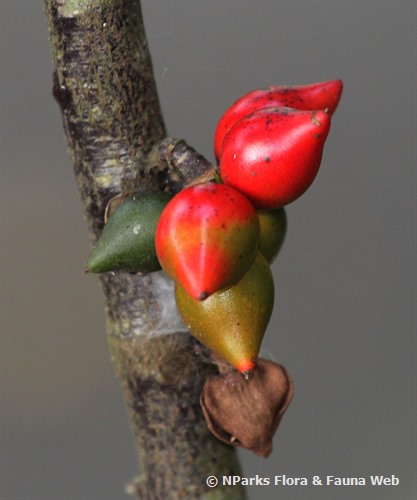 NParks | Goniothalamus macrophyllus