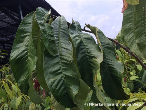 NParks | Goniothalamus macrophyllus