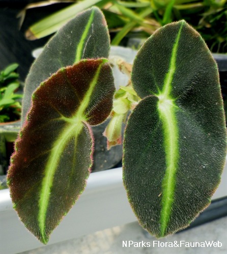 NParks | Begonia listada