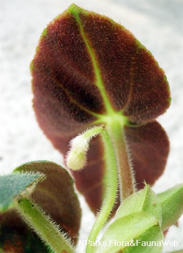 NParks | Begonia listada