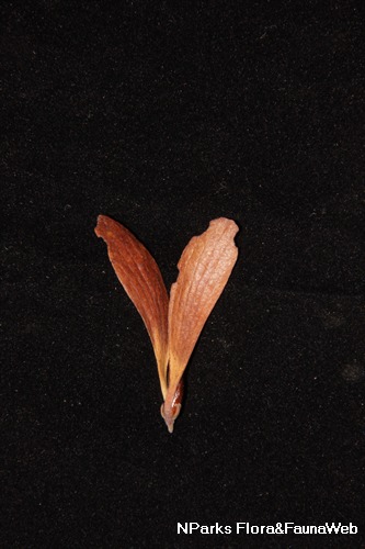 NParks | Hopea ferrea