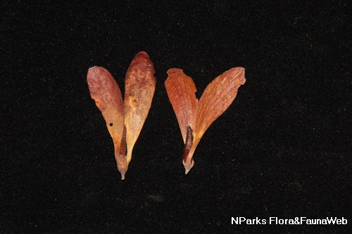 NParks | Hopea ferrea