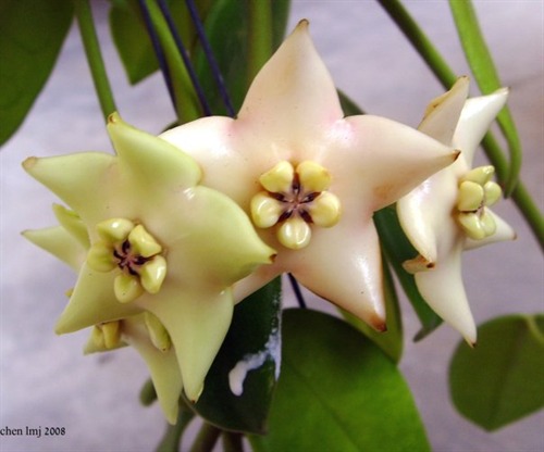 NParks | Hoya coronaria