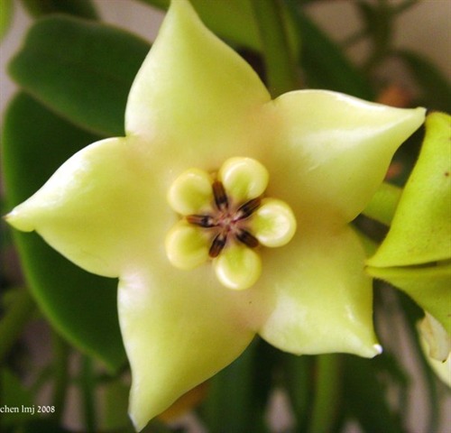 NParks | Hoya coronaria