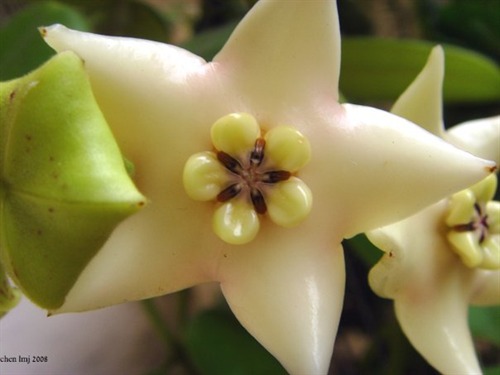 NParks | Hoya coronaria