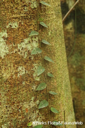 NParks | Ficus recurva var ribesoides