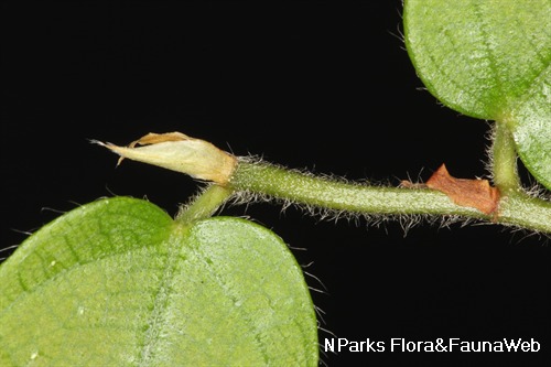 NParks | Ficus recurva var ribesoides