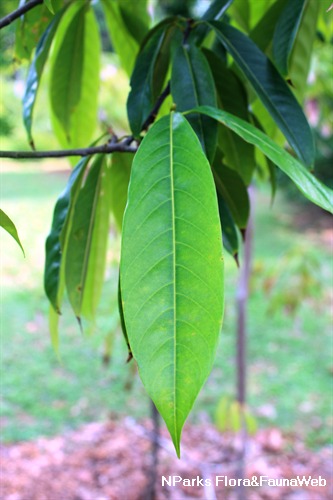 NParks | Castanopsis schefferiana