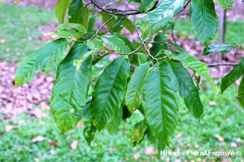 NParks | Castanopsis megacarpa