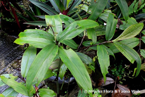 NParks | Dichorisandra penduliflora