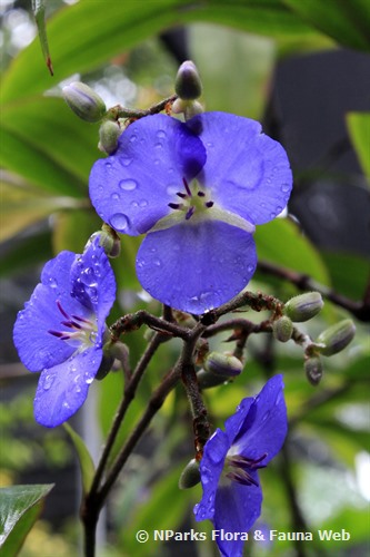 NParks | Dichorisandra penduliflora