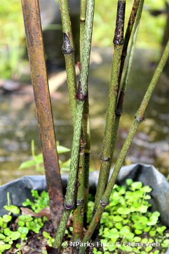 NParks | Dichorisandra penduliflora