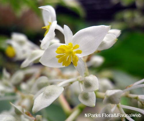 NParks | Begonia reniformis