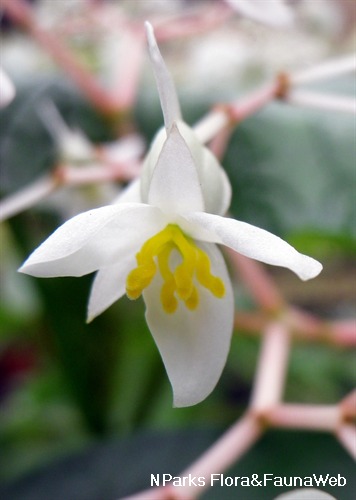 NParks | Begonia reniformis