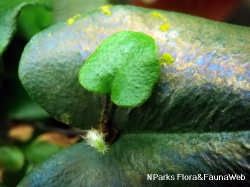 NParks | Parahemionitis arifolia