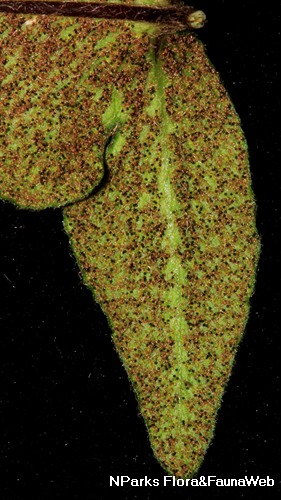 NParks | Parahemionitis arifolia