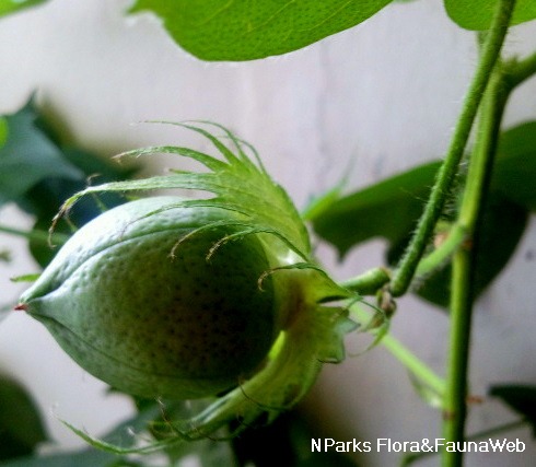 NParks | Gossypium hirsutum