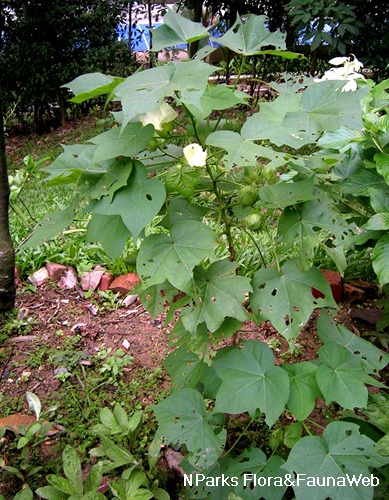 NParks | Gossypium hirsutum