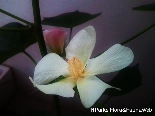 NParks | Gossypium hirsutum