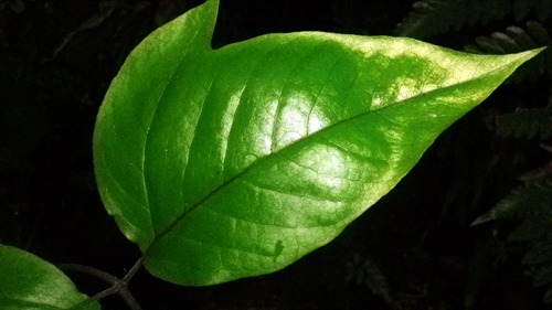 NParks | Tectaria angulata