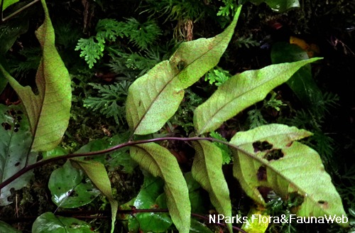NParks | Tectaria angulata