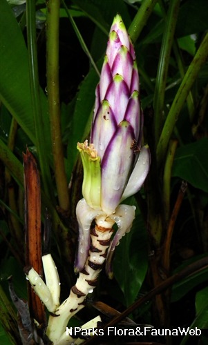 NParks | Musa ornata